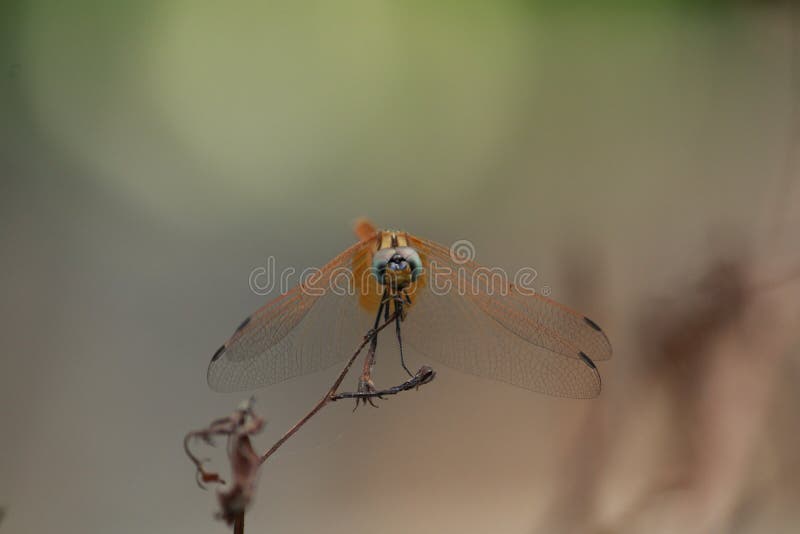 A dragon fly in a stick. stock photo. Image of stick - 202273676