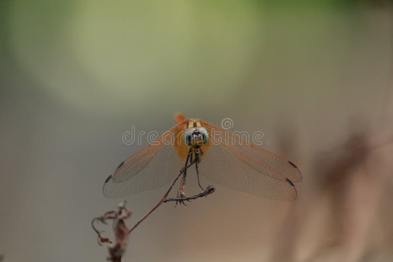 A dragon fly in a stick. stock photo. Image of insect - 202273860