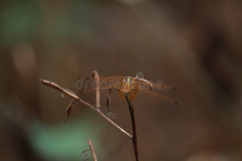 A dragon fly in a stick. stock photo. Image of dragon - 202275554