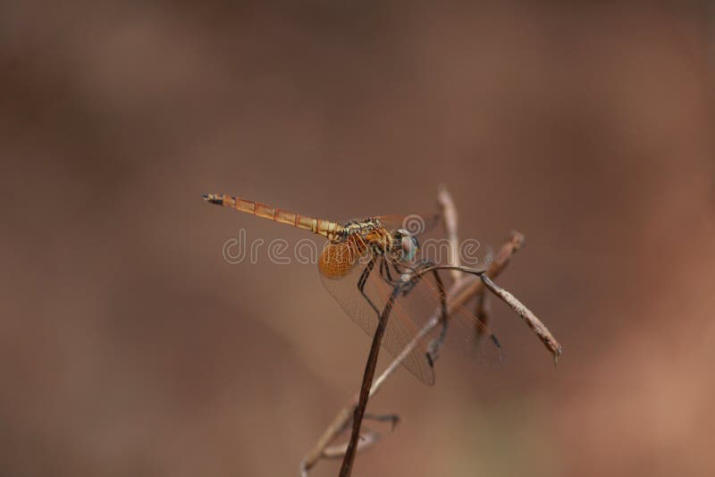 A dragon fly in a stick. stock photo. Image of stick - 202280808