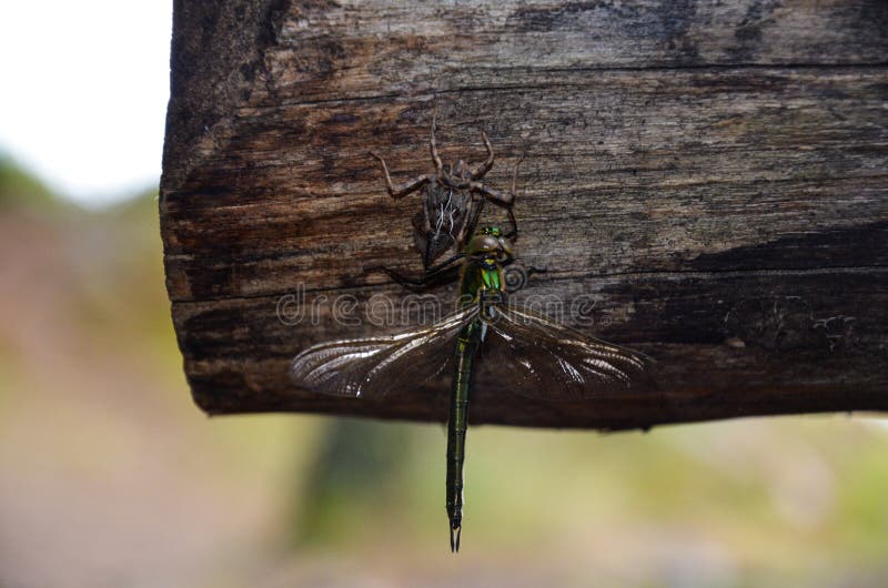 Dragon Fly stock photo. Image of insects, schweden, live - 86404466