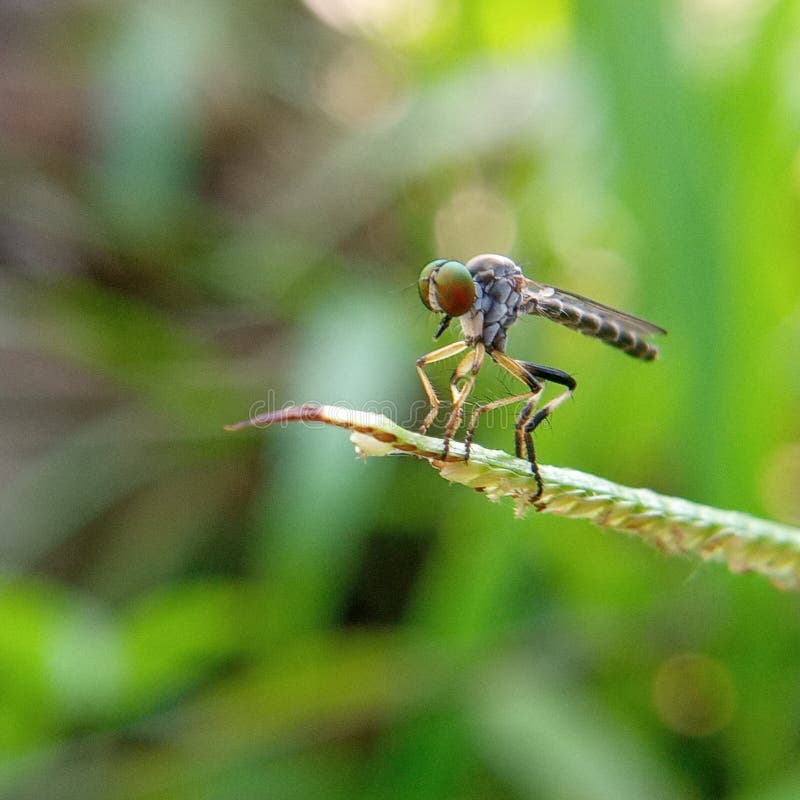 DRAGON FLY stock image. Image of small, wildlife, green - 300509773