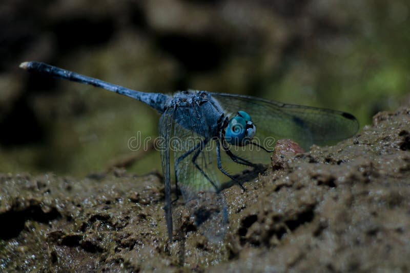 A Dragon Fly in Vibrant Blue Stock Photo - Image of brown, wildlife ...