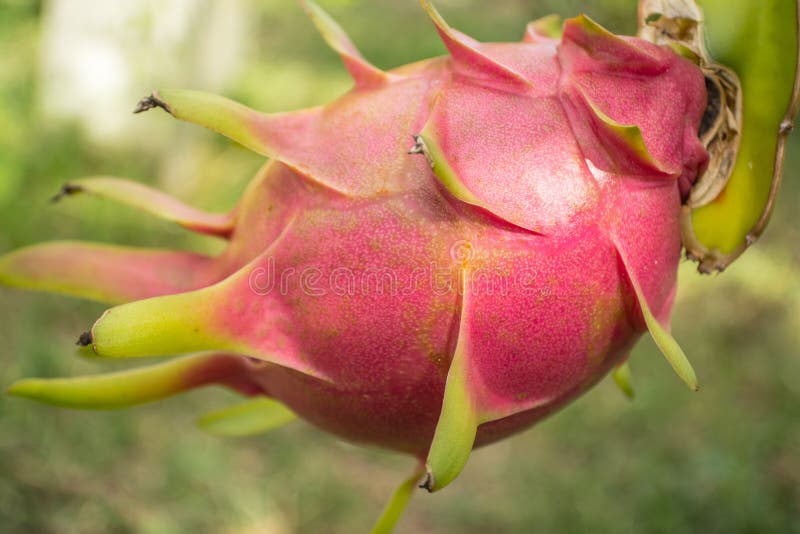 Dragon Fruit photo stock. Image du dragon, nourriture - 100729248
