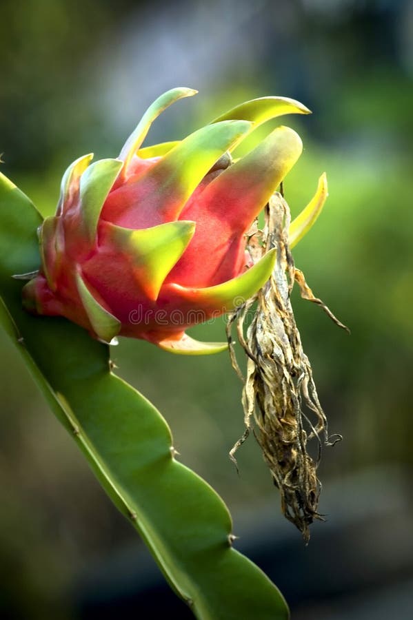 Dragon Fruit stock image. Image of dragon, cultivation - 247141