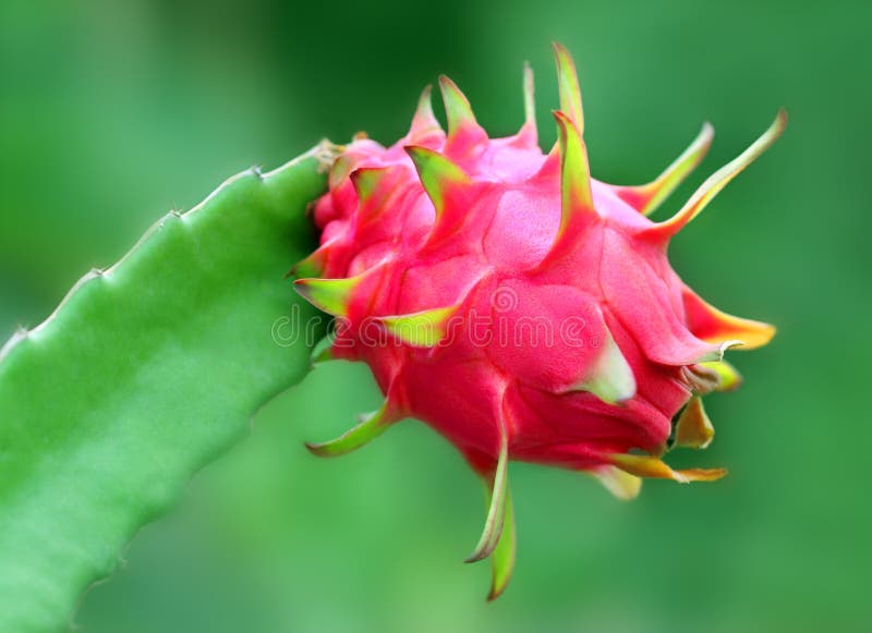 Dragon Fruit stock image. Image of dragon, cultivation - 247141