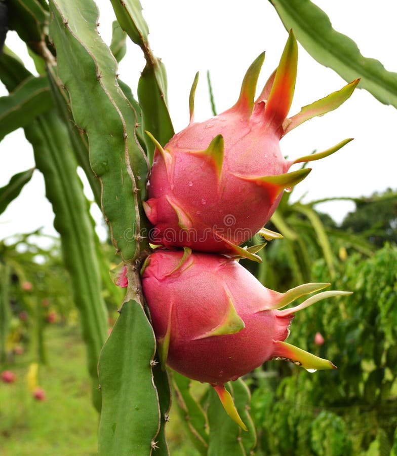 38+ Close up dragon fruit Free Stock Photos - StockFreeImages