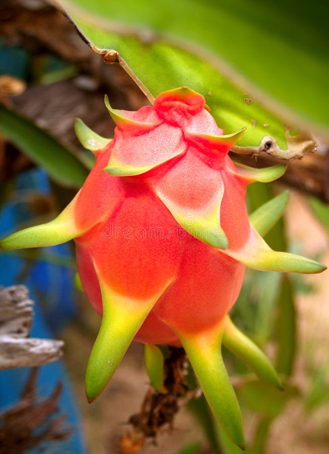 Dragon Fruit stock image. Image of dragon, cultivation - 247141