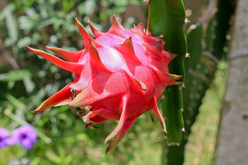 Dok Rak stock photo. Image of thai, thaiflowers, whiteflower - 96960280