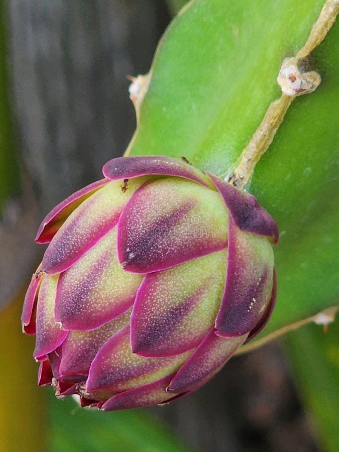 Dragon Fruit with a Beautiful Shape and Color Stock Image - Image of ...