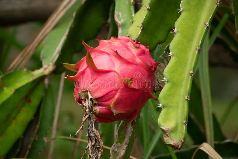 Cactus Fruit Pitaya stock image. Image of tropical, fruit - 133859737