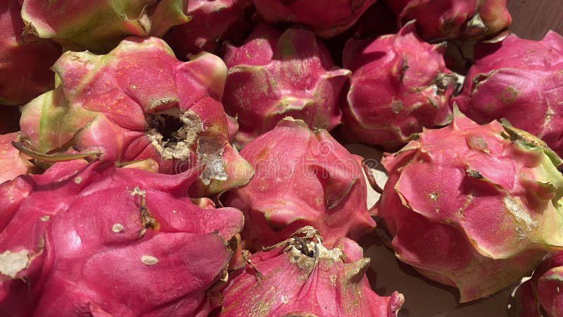 Dragon Fruit Contains a Lot of Nutrients Stock Image - Image of turns ... Dragon Fruit Contains a Lot of Nutrients Stock Image - Image of turns ...