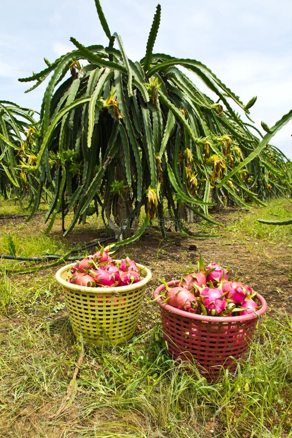 Dragon fruit field stock photo. Image of pitahaya, seasonal - 25487480