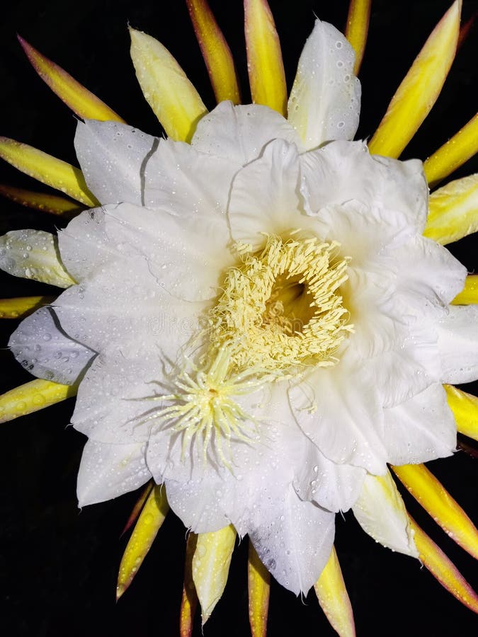 Dragon fruit flower stock image. Image of lily, orchid - 239247511