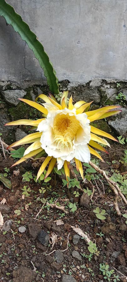 Dragon fruit flower stock photo. Image of petal, yellow - 345246746