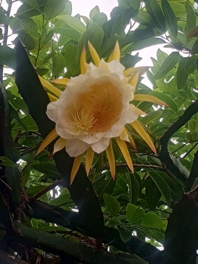 Dragon fruit flower stock photo. Image of beautiful - 358618712