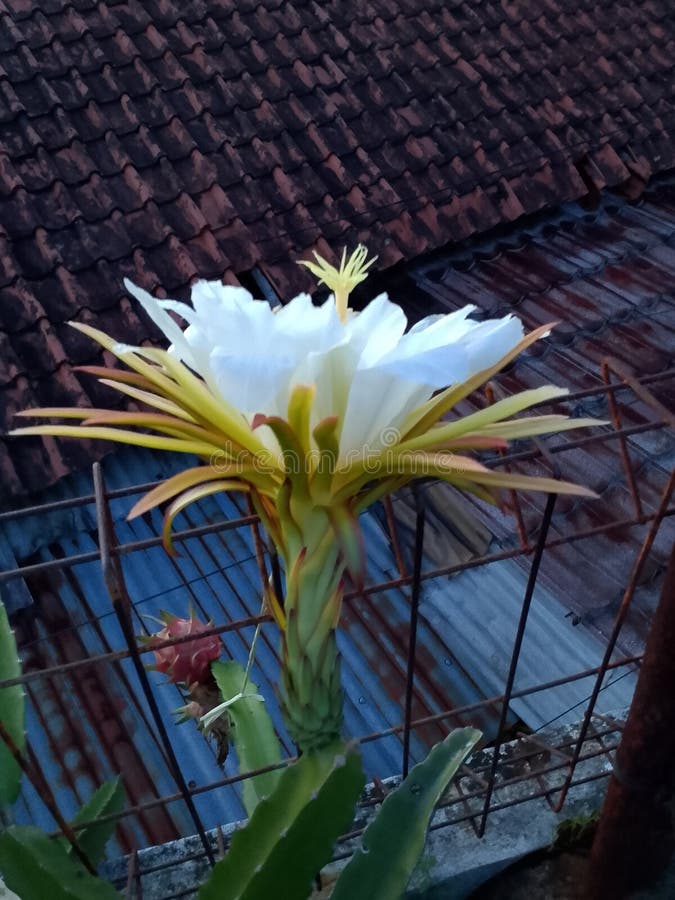 Dragon fruit flower stock image. Image of flower, fruit - 361865999