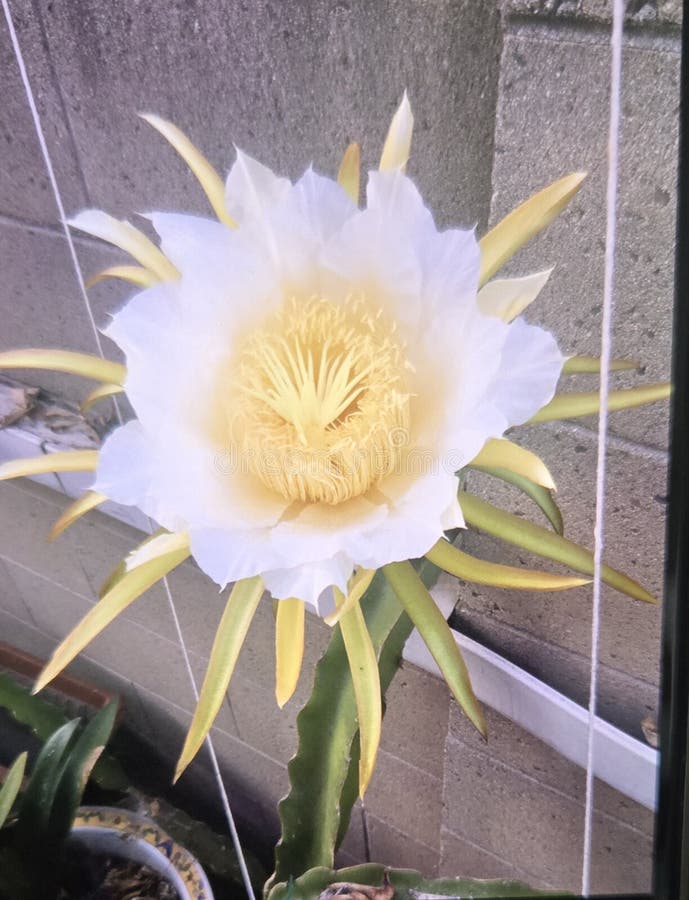 Dragon fruit flower stock image. Image of fruit, wildflower - 384811261