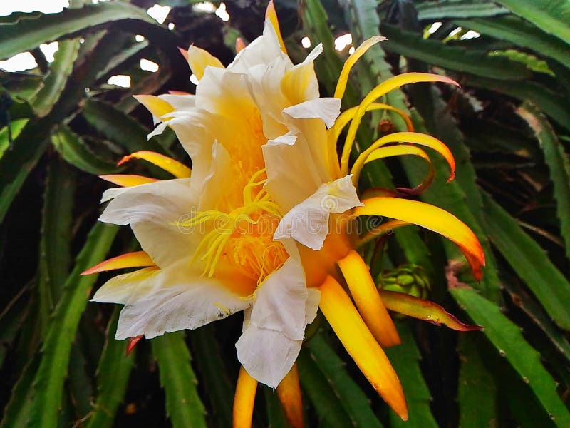 Flor De La Fruta Del Dragón En La Floración (cactaceae Del Hylocereus ...
