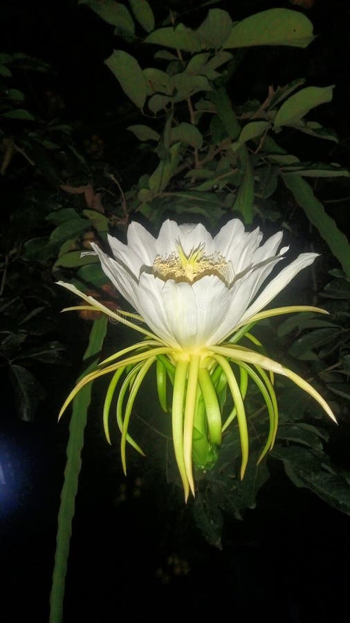 Full Display of Beautiful Dragon Fruit Flowers Stock Image - Image of ...