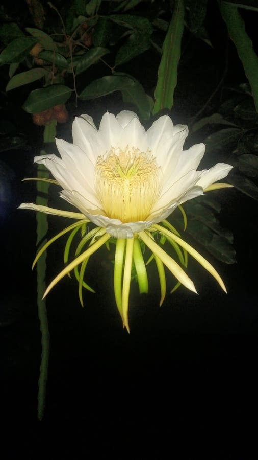 Full Display of Beautiful Dragon Fruit Flowers Stock Photo - Image of ...