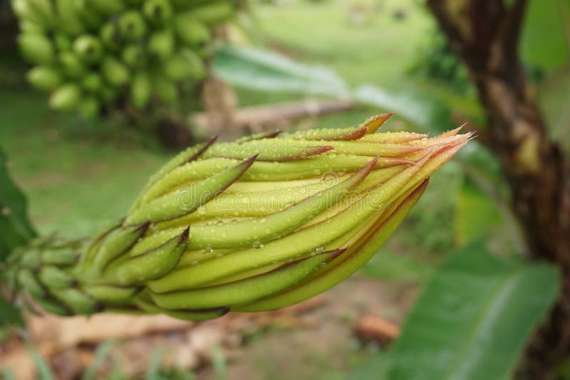 Dragon fruit flower buds stock photo. Image of flower - 263632652