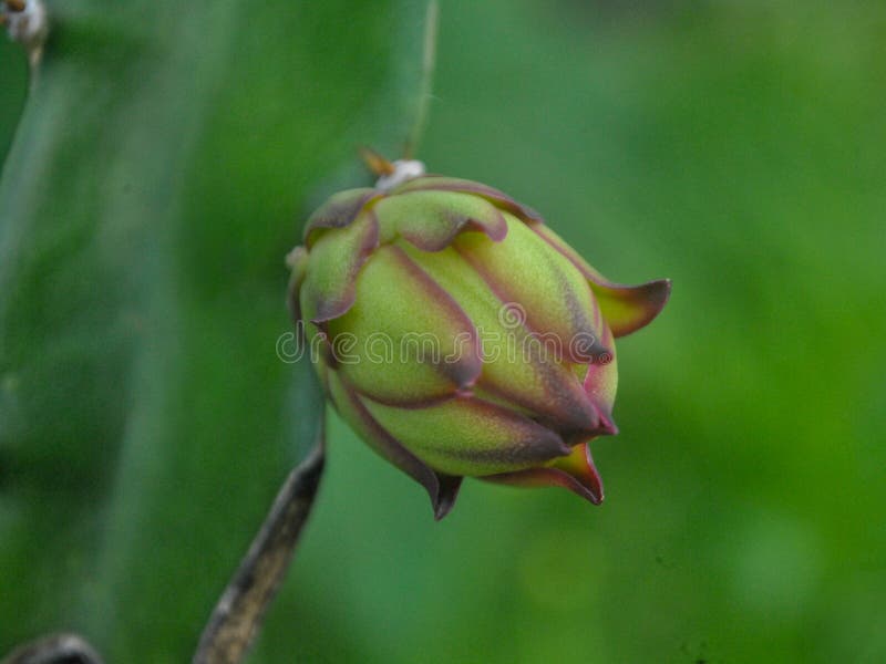 Dragon Fruit Flower Buds Green Bokeh Background Stock Photos - Free & Royalty-Free Stock Photos ...