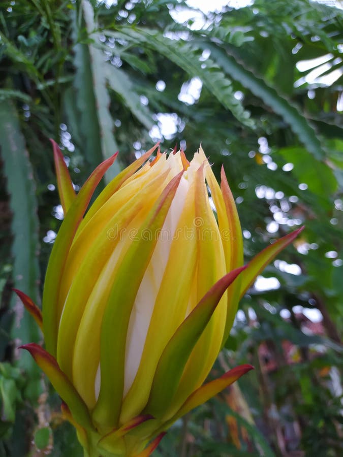 Dragon fruit flower stock image. Image of flower, tree - 262707273
