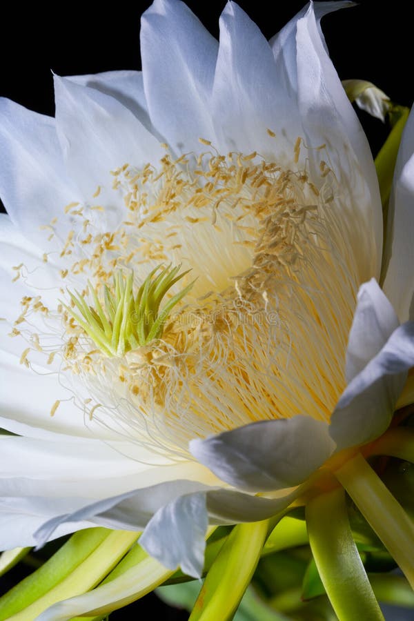 A Dragon Fruit Flower in Full Bloom at Night, Overlord Flower Stock ... A Dragon Fruit Flower in Full Bloom at Night, Overlord Flower Stock ...