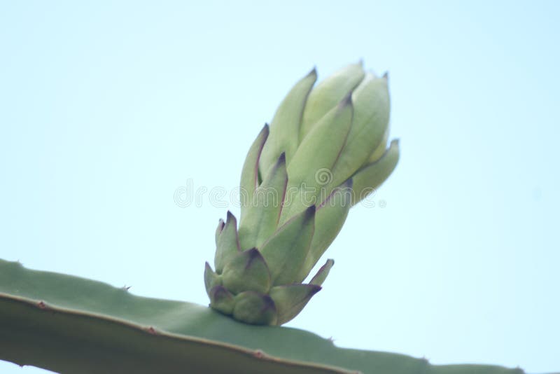 Dragon Fruit Flower Initial Stage, Fruit Flower before Blooming Stock ...
