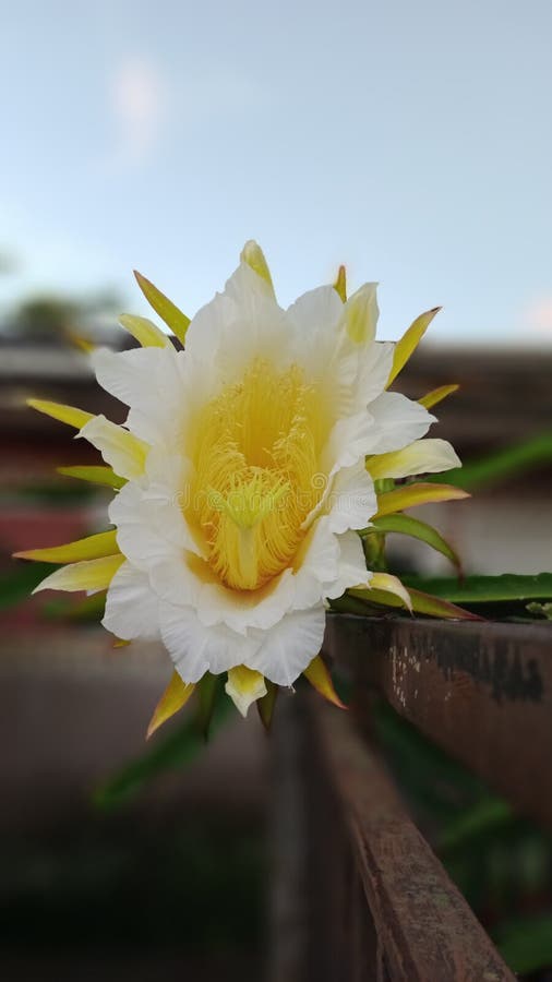 Dragon Fruit Flower Lang Good Stock Photo - Image of lang, flower ...