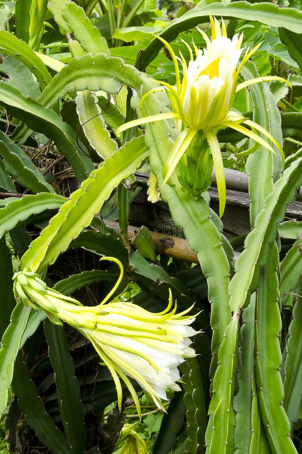 Dragon fruit flower one stock photo. Image of growth - 56828876