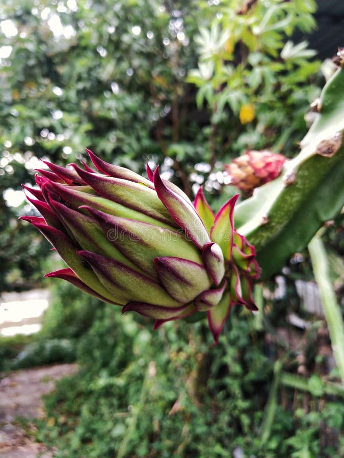 A Dragon Fruit Flowers stock image. Image of plant, flowers - 267195977