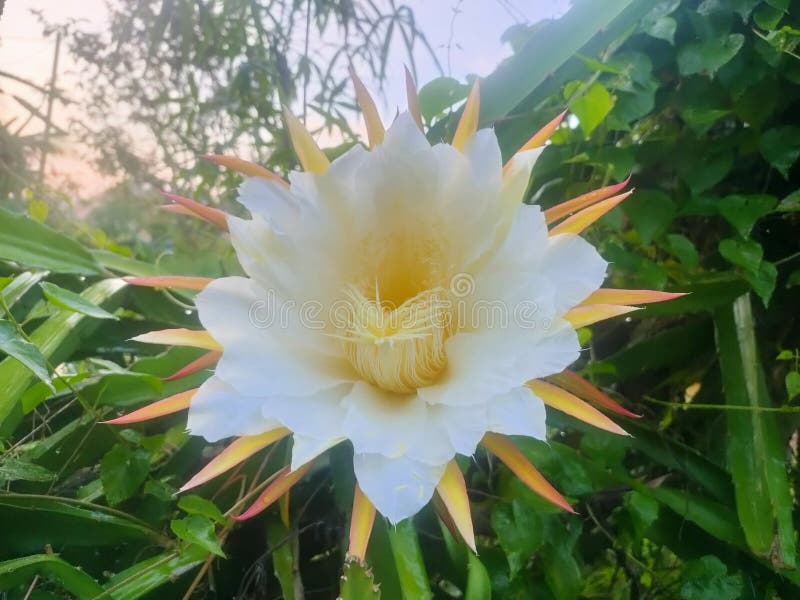 Dragon fruit flowers stock photo. Image of blossom, flowers - 341083490