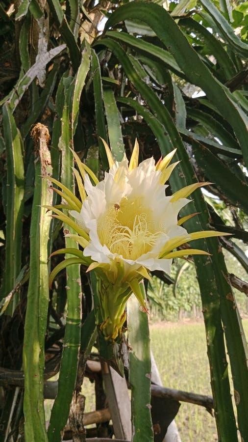 Dragon Fruit Flowers are Blooming Stock Image - Image of flowers, fruit ...