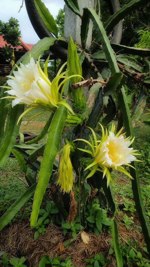 Dragon fruit flowers stock photo. Image of agriculture - 285613838