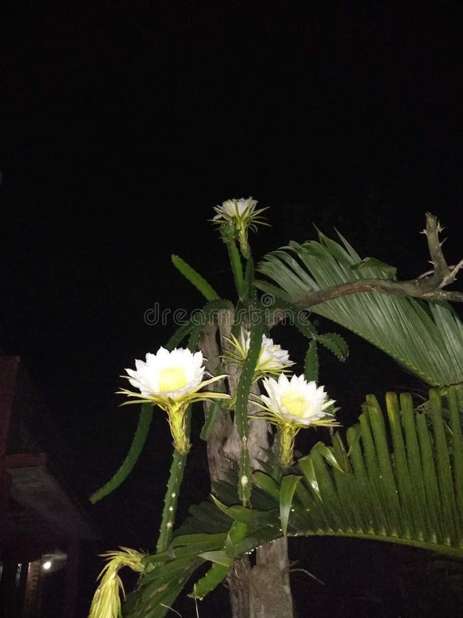 Dragon Fruit Flowers at Night Stock Photo - Image of tanaman, solusi ...