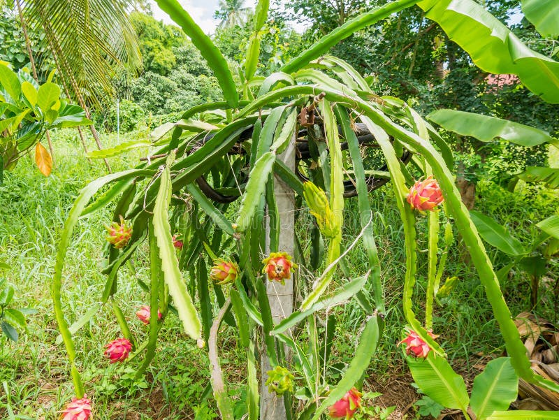 Dragon fruit in garden stock image. Image of healthy - 102380147