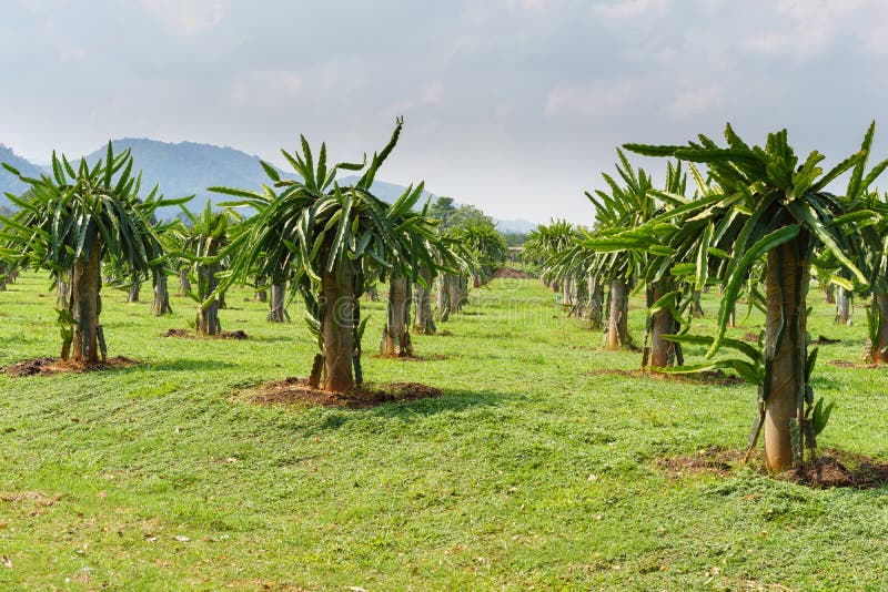 Dragon fruit garden stock image. Image of nature, food - 66881307