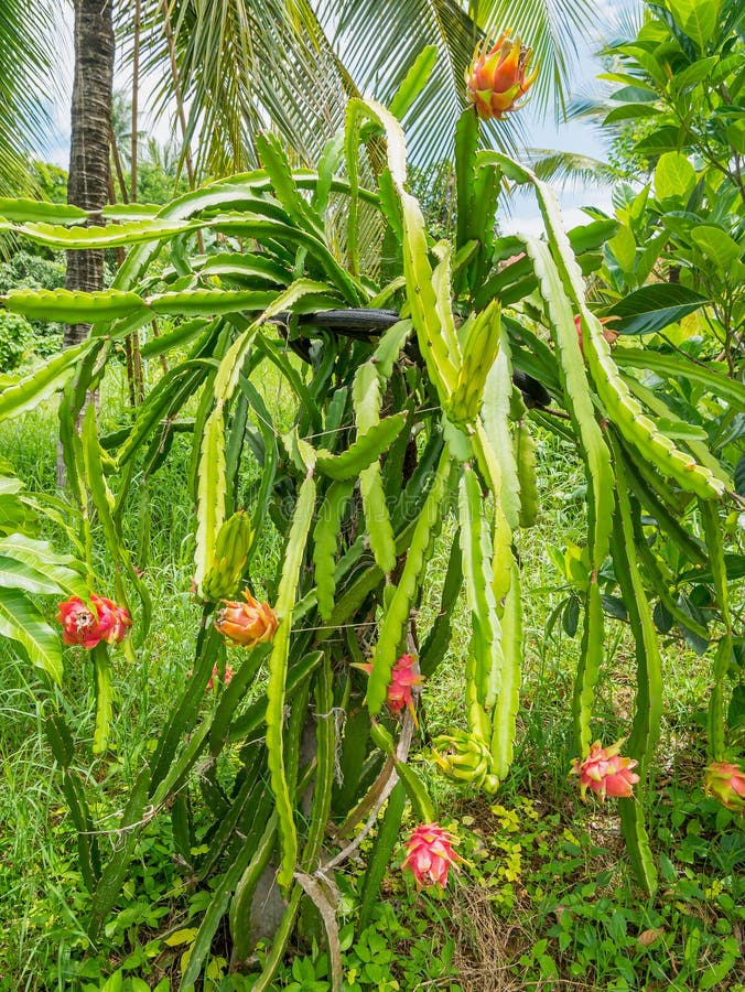 Dragon fruit in garden stock photo. Image of delicious - 99136112