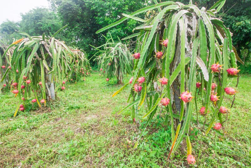 Dragon fruit in garden stock photo. Image of dragon, organic - 59141744