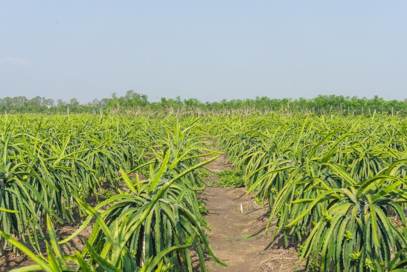 Dragon Fruit Garden in the Sunlight Stock Image - Image of horizontal ...
