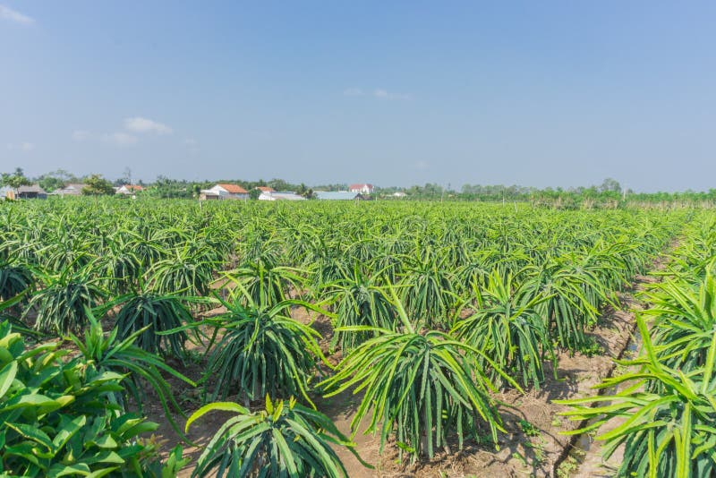 The dragon fruit garden stock photo. Image of aerial - 69053482