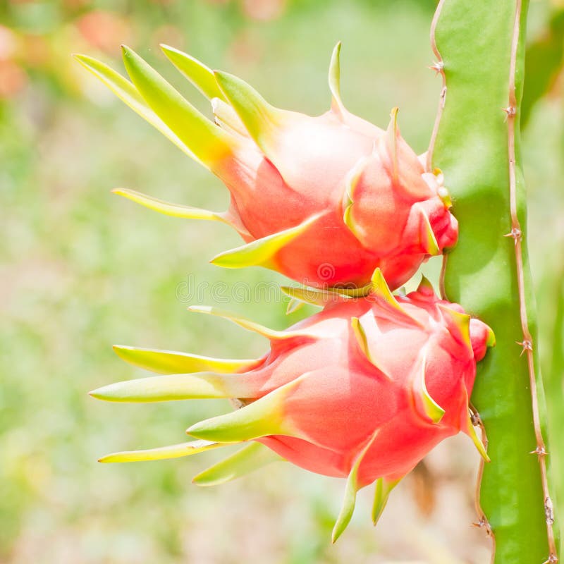 Dragon fruit stock image. Image of lush, plant, dragonfruit - 34977473