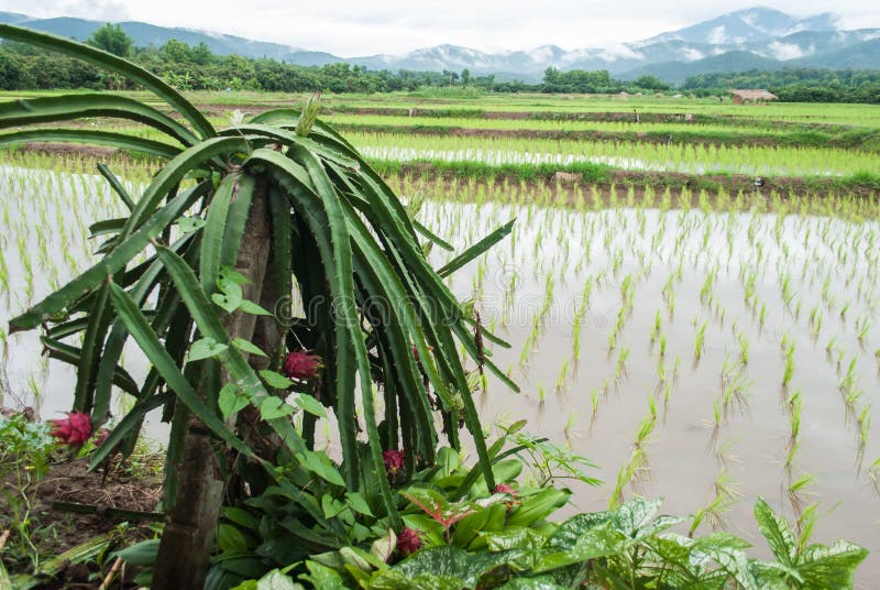 Dragon fruit in garden stock image. Image of green, garden - 50636273