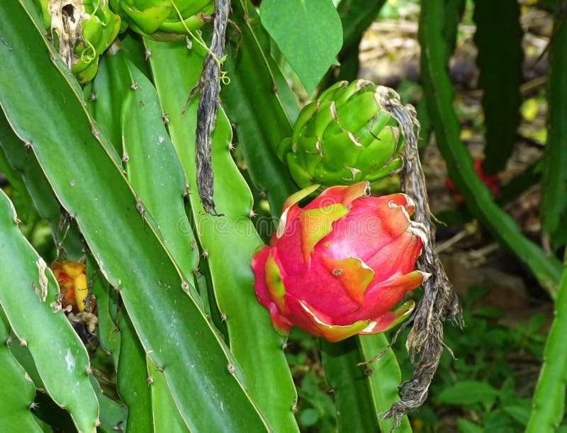 Dragon Fruit Green Tree on the Garden Stock Image - Image of garden ...