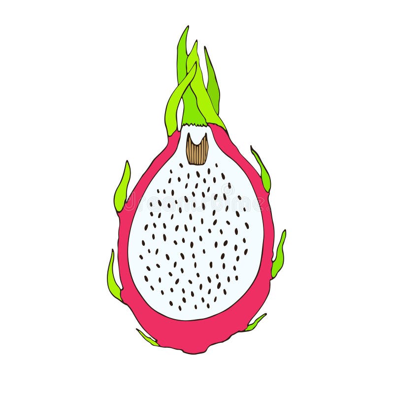 Dragon Fruit Illustration. Exotic Food Design. Stock Vector ...