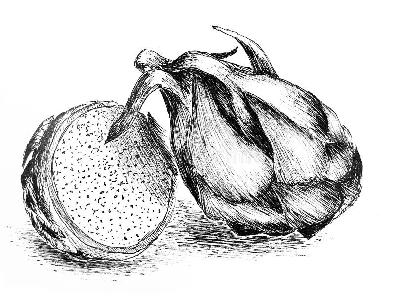Dragon fruit ink drawing stock illustration. Illustration of fresh ...
