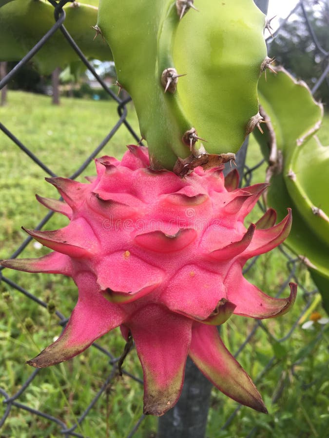 Dragon fruit stock image. Image of tropics, pink, dragon - 254440019
