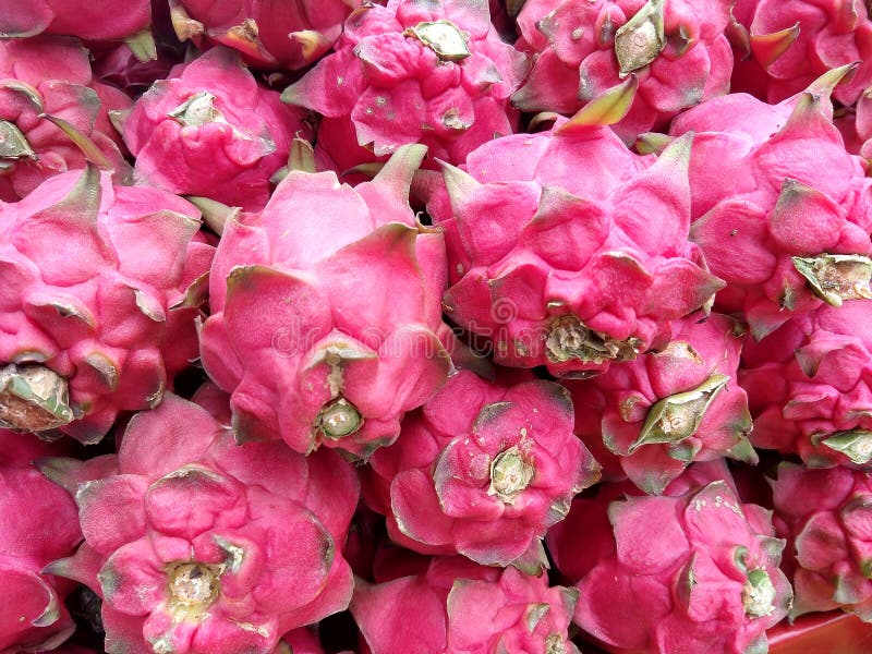 Dragon Fruit, Pitaya Fruit stock photo. Image of flower - 230150700